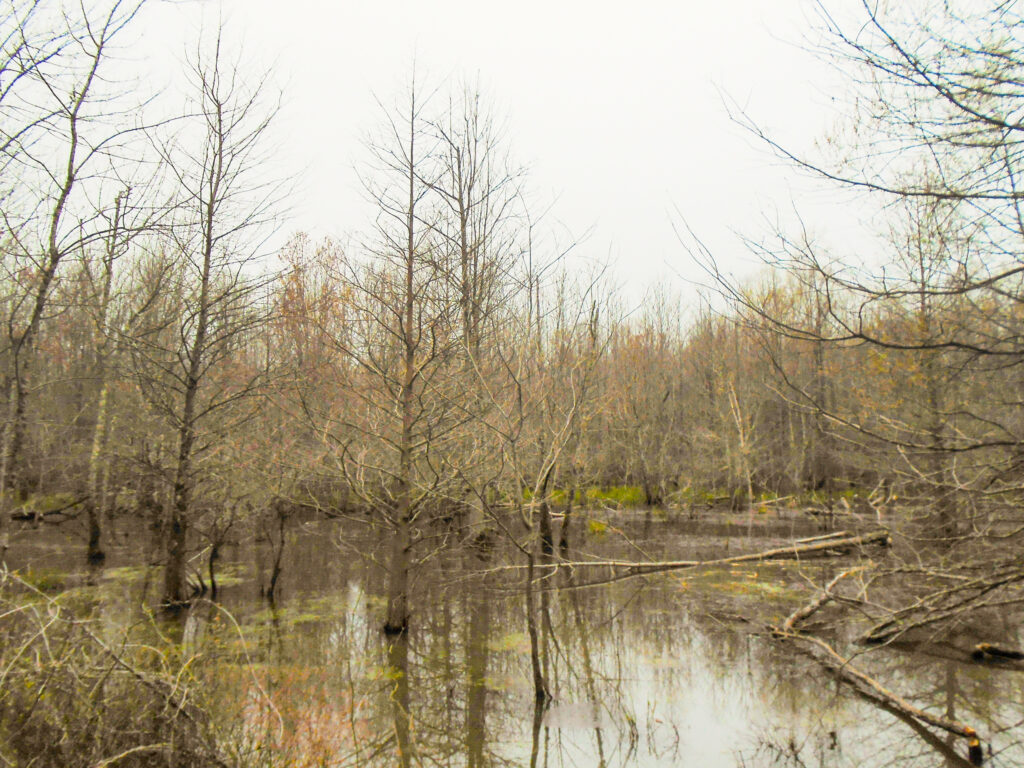ENVIVA FOREST CONSERVATION FUND HELPS VIRGINIA DEPARTMENT OF FORESTRY ...